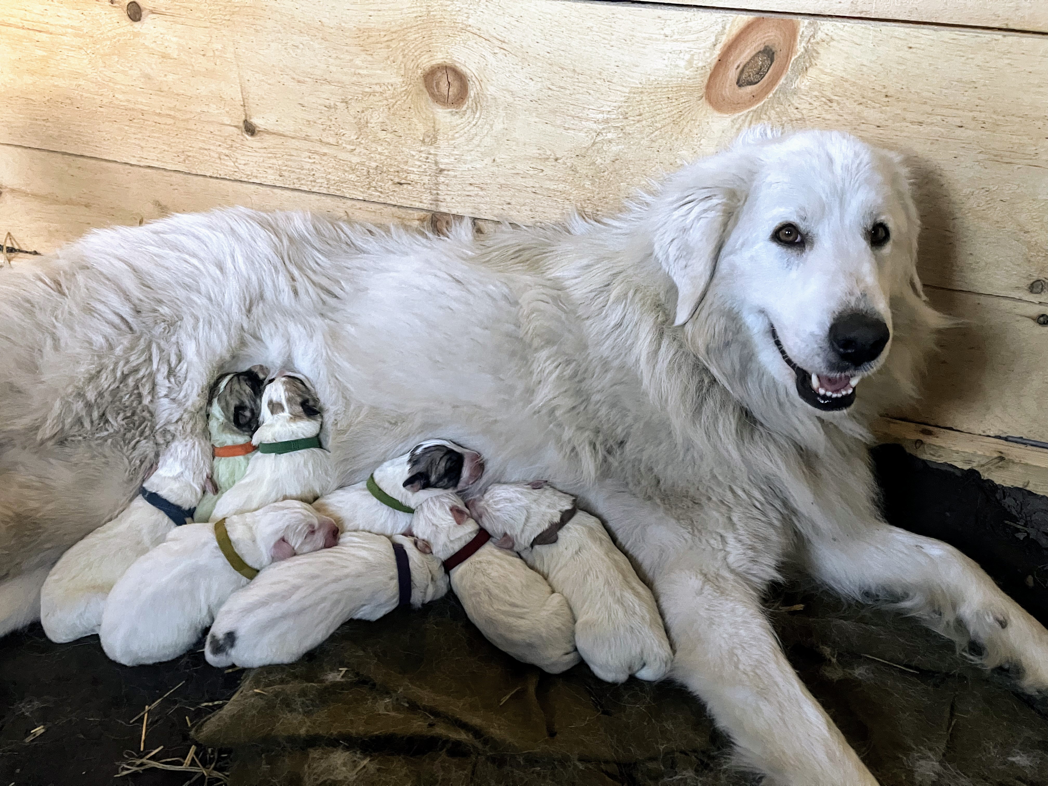 Little Way Acres - Colorado Mountain Dogs & Nigerian Dwarf Goats