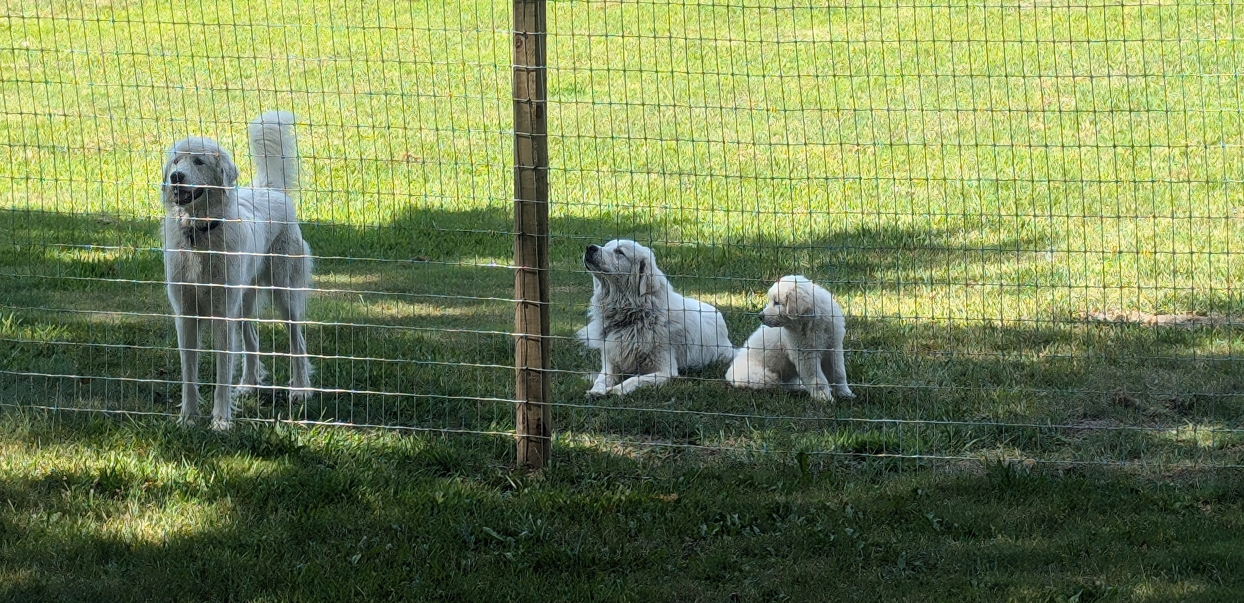 Little Way Acres - Colorado Mountain Dogs & Nigerian Dwarf Goats