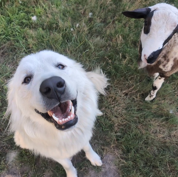 Little Way Acres - Colorado Mountain Dogs & Nigerian Dwarf Goats