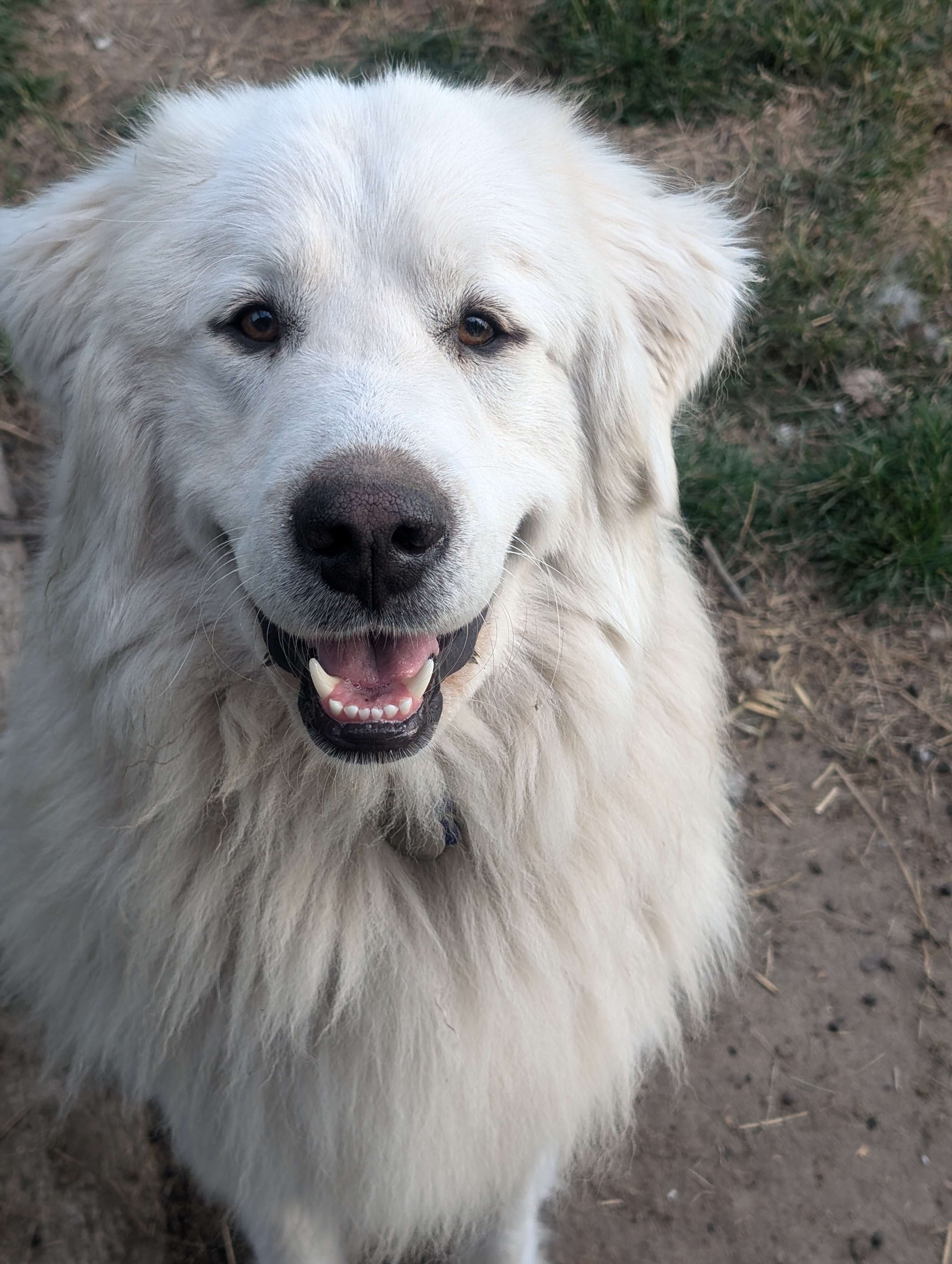 Little Way Acres - Colorado Mountain Dogs & Nigerian Dwarf Goats